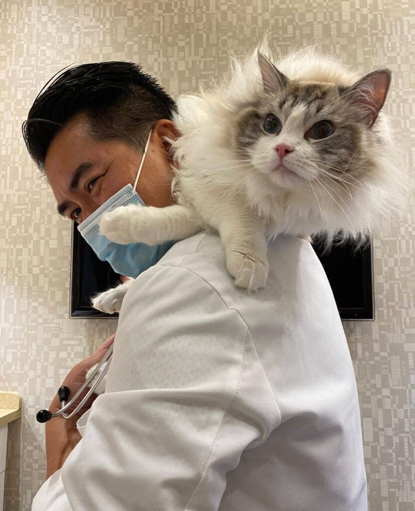 Veterinary Internal Medicine in New York City, NY | Heart of Chelsea ...