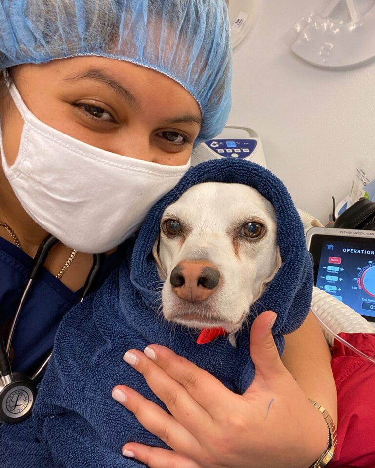 Veterinary Emergency Services in New York, NY | Heart of Chelsea ...