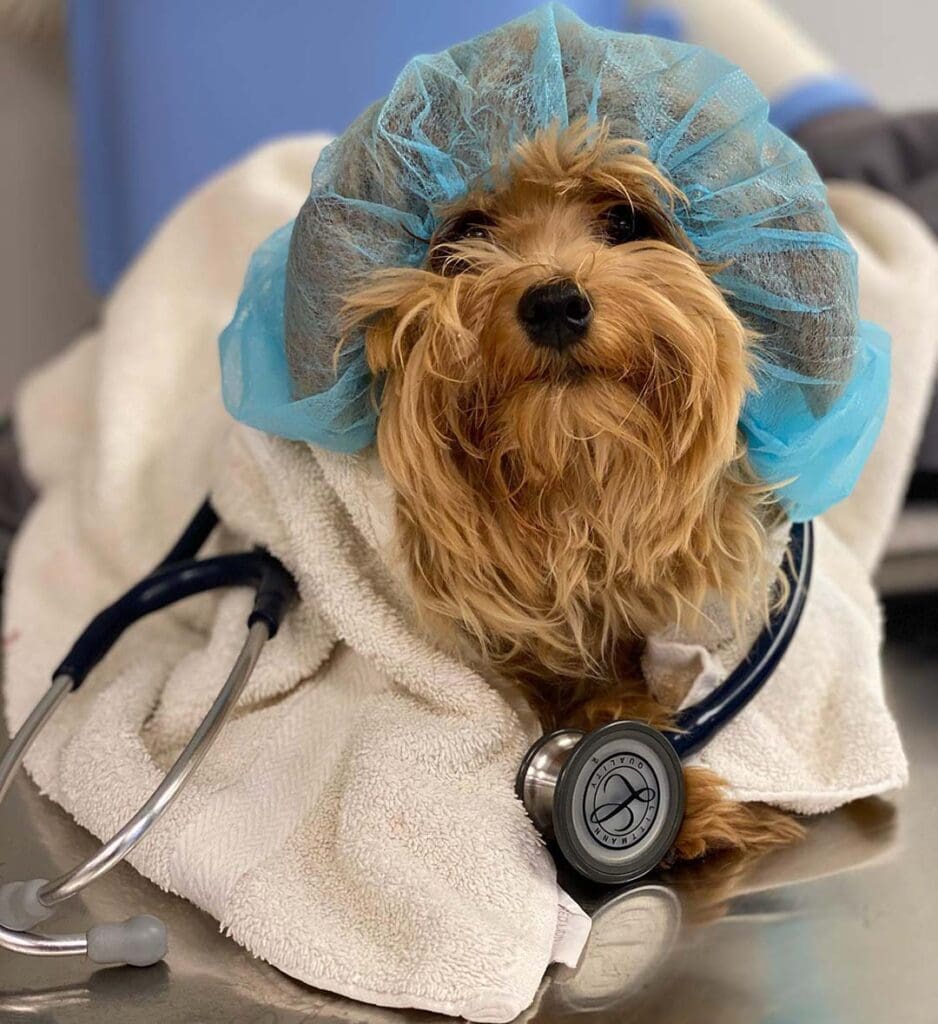 Veterinarian and Animal Hospital in Lower East Side, New York, NY ...