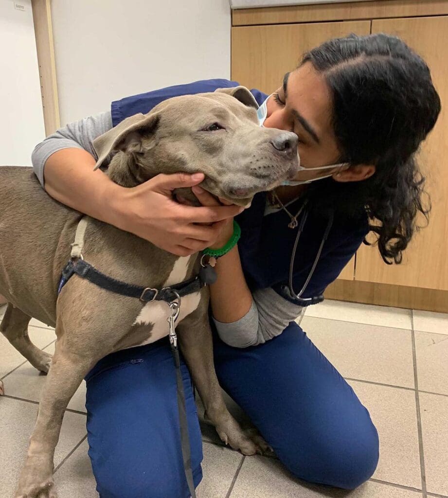 Veterinarians and Animal Hospital in Hell’s Kitchen, New York, NY ...