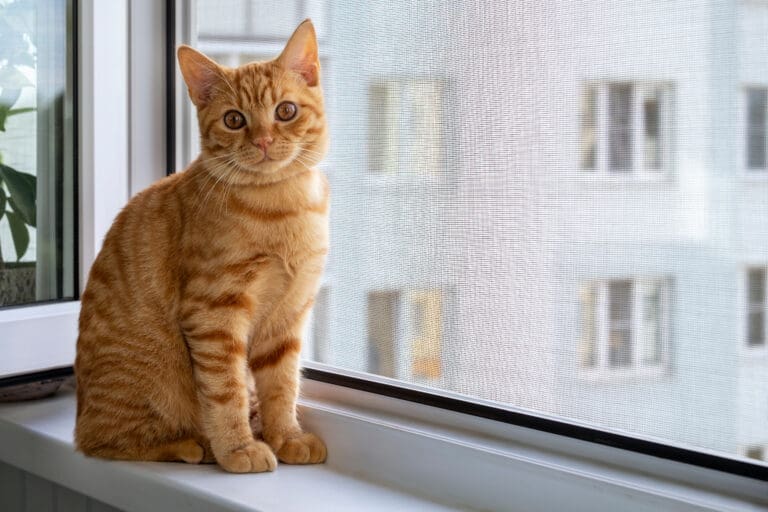Cat High-Rise Syndrome | Heart of Chelsea Veterinary Group