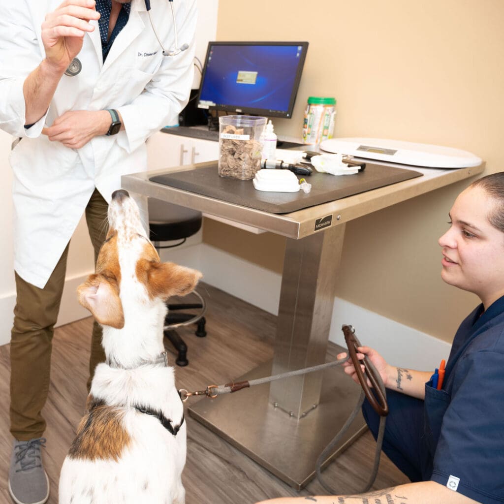 Veterinarian and Animal Hospital in West Village, NY | Heart of Chelsea ...
